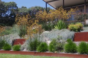 Native Coastal Garden - Garden Expressions